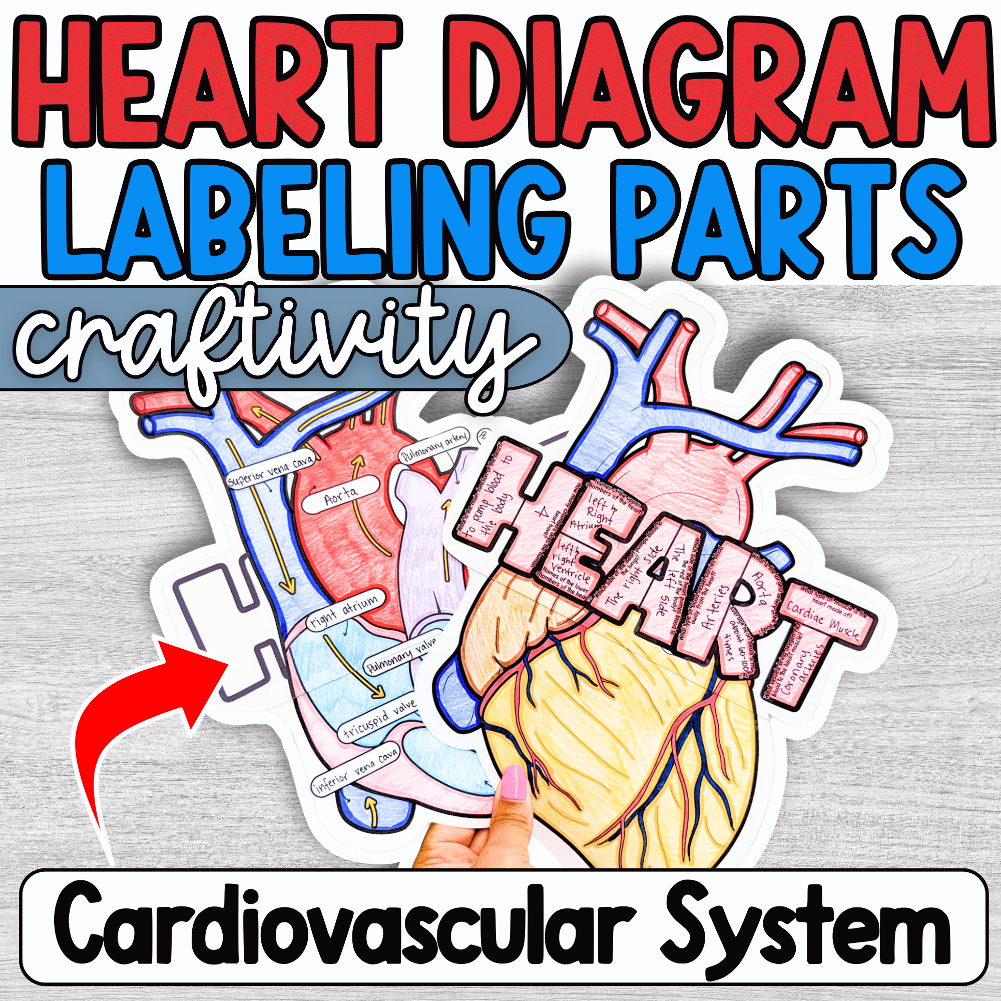 Parts of the Heart- Cardiovascular System – Teacher Noire
