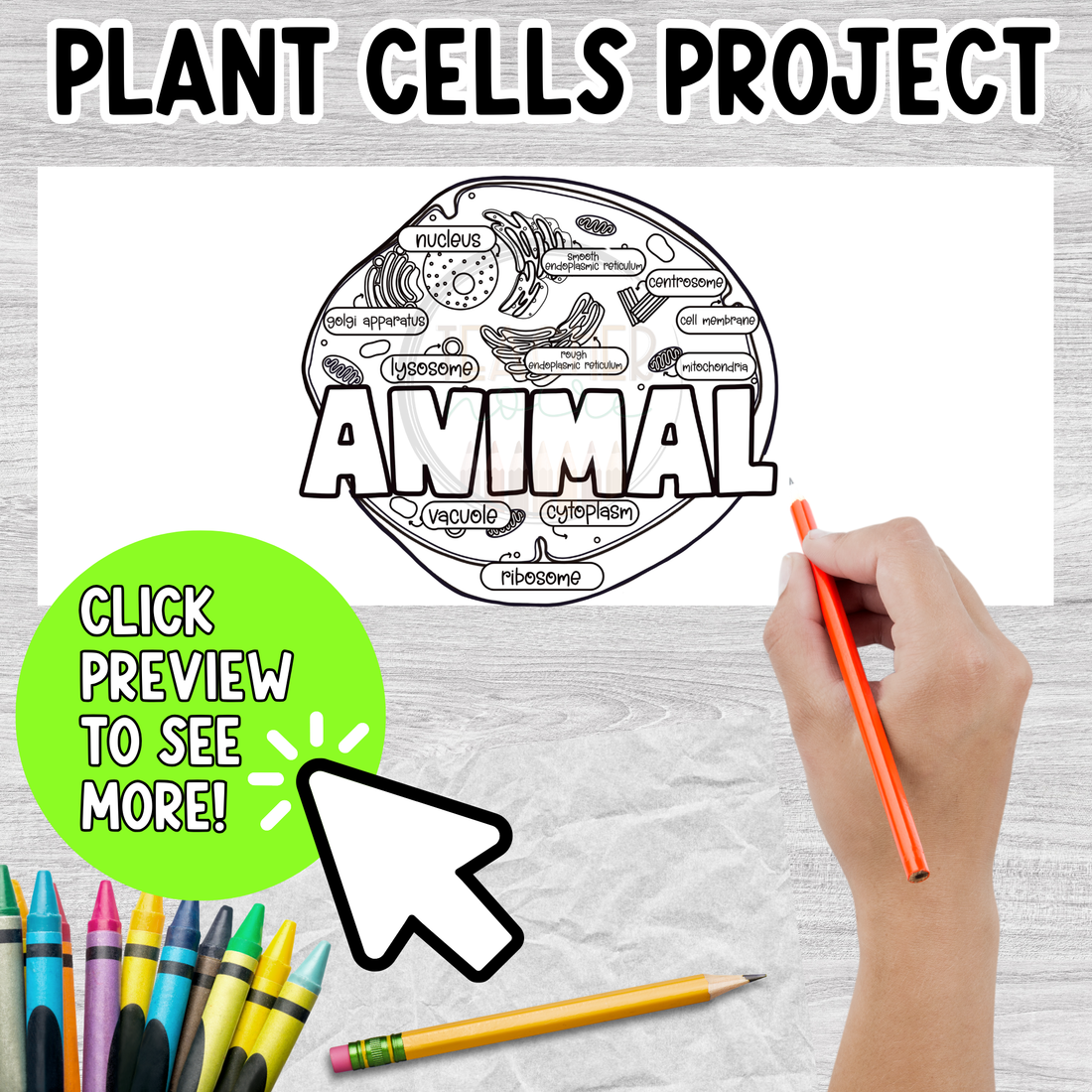 Animal Cell Coloring Page Diagram – Teacher Noire