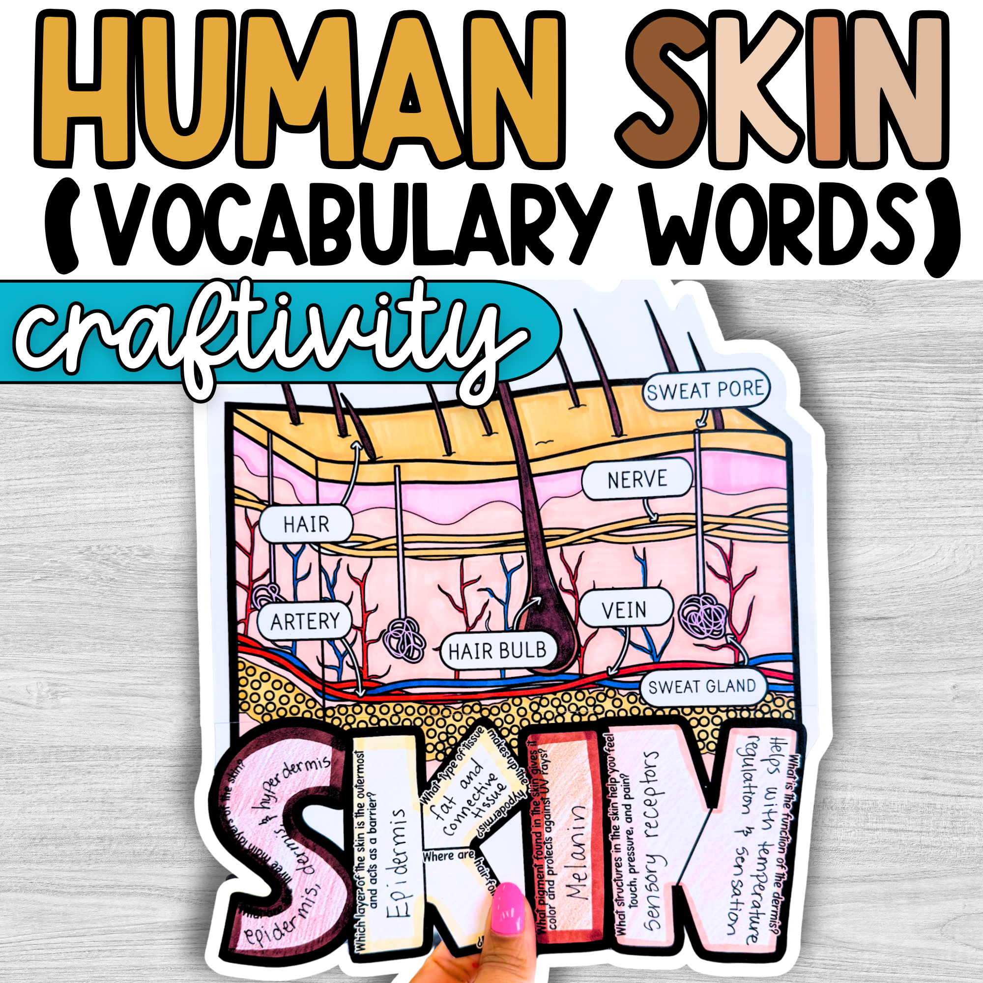 Parts of Skin Diagram – Teacher Noire