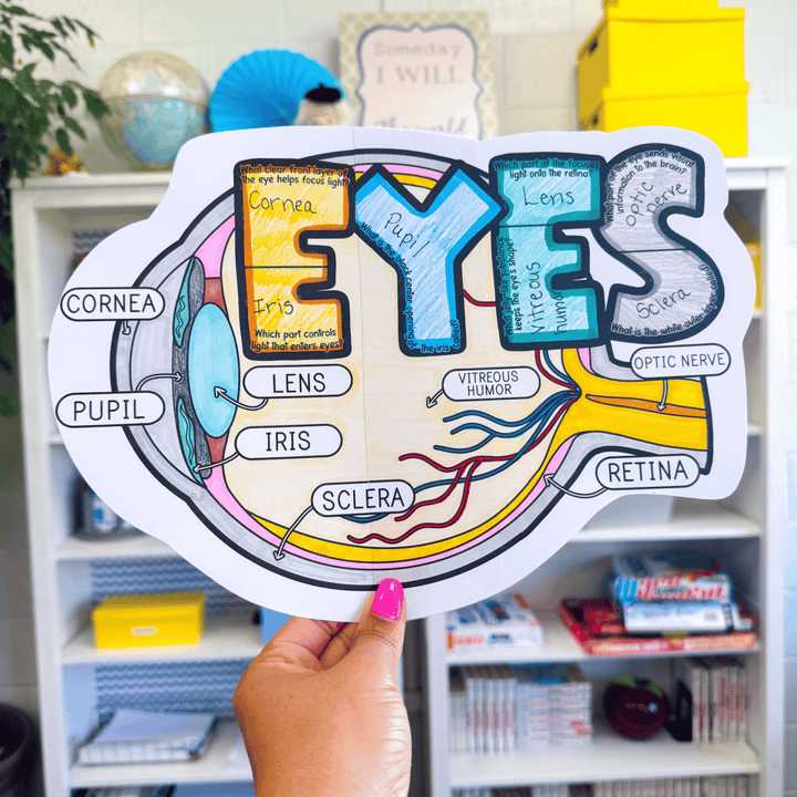 Parts of the Eye Diagram – Teacher Noire