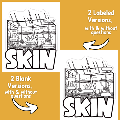 Parts of Skin Diagram – Teacher Noire